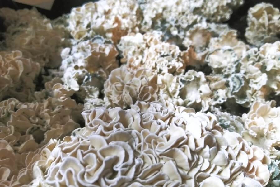 Complete Psilocybe Cubensis Strain Guide | Atlas Spores