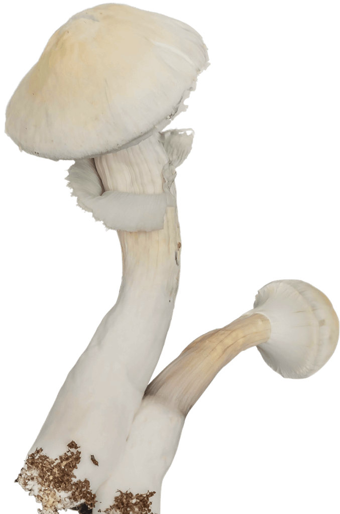 Comprehensive Lab Results From Spore Medic