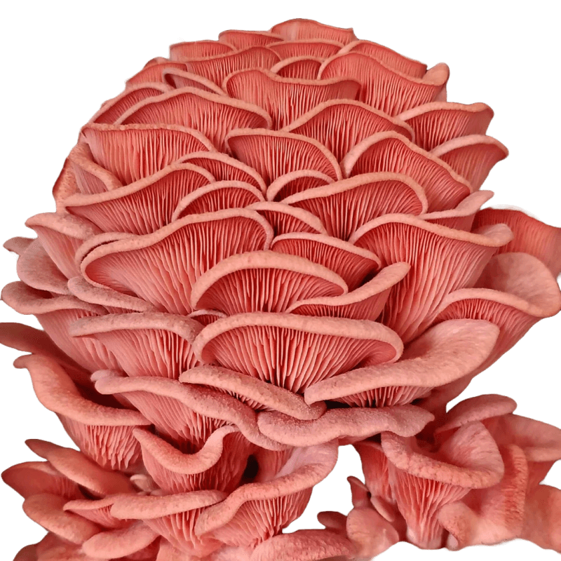 Elevate Health With Pink Oyster Mushroom Liquid Culture