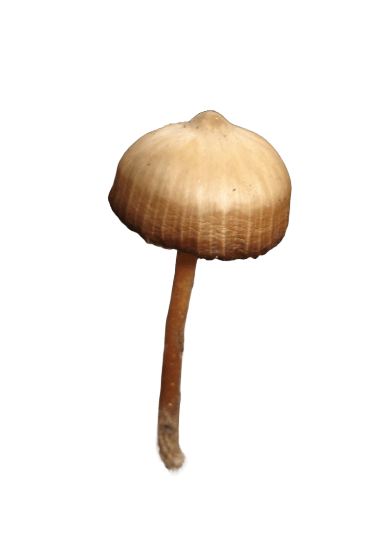 Comprehensive Lab Results From Spore Medic